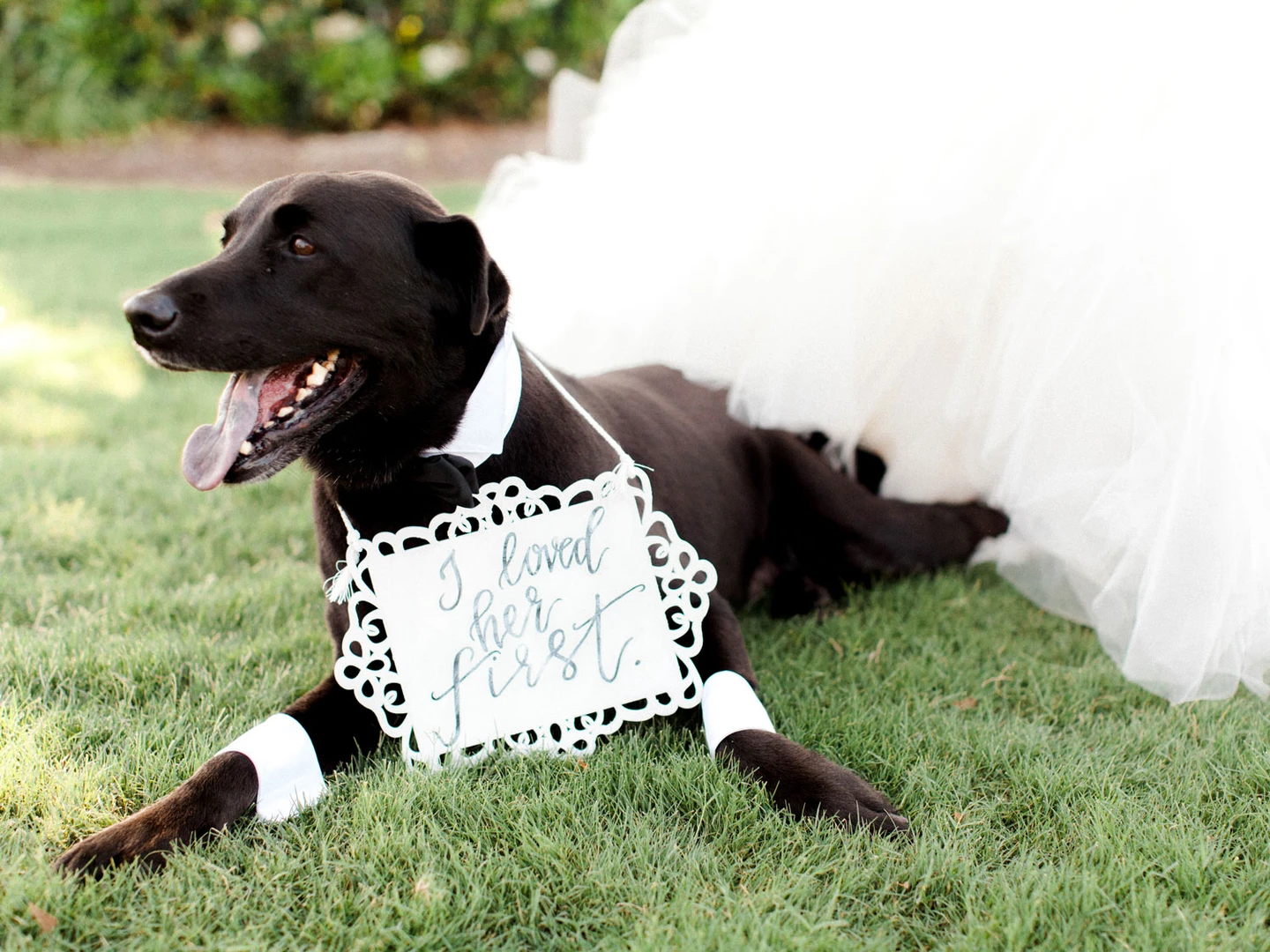 dog wedding